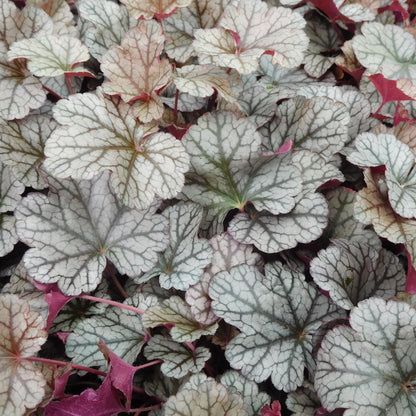 Heuchera 'Silver Scrolls' | Coral Bells – Gardeners Dream