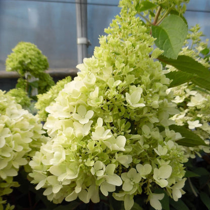 Hydrangea 'Little Fresco' | Panicle Hydrangea – Gardeners Dream