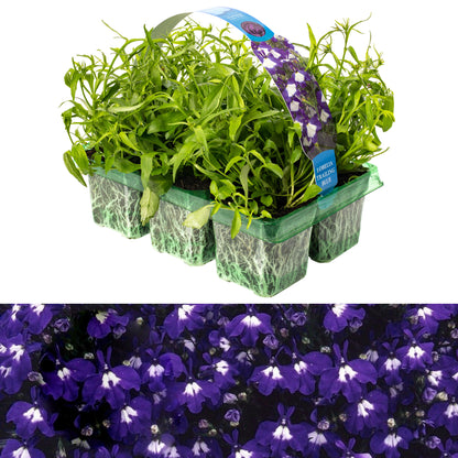 Lobelia Trailing Blue Basket Plants | Cardinal Flower – Gardeners Dream