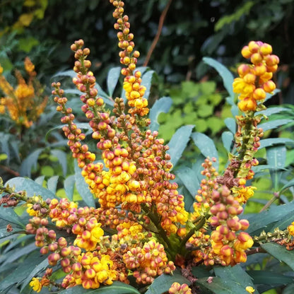 Mahonia 'Volcano' | Oregon Grape – Gardeners Dream