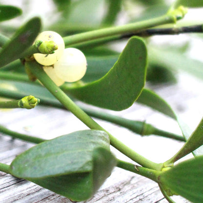 Mistletoe Bundle | Christmas Decoration – Gardeners Dream