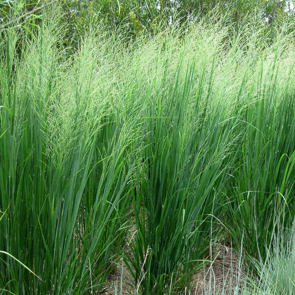 Panicum 'Northwind' | Switchgrass – Gardeners Dream