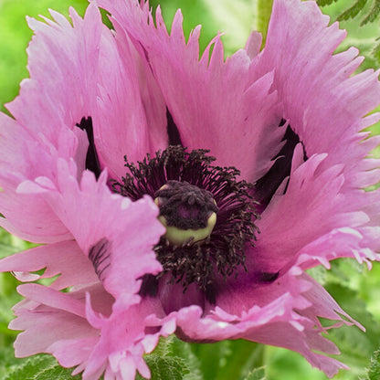 Papaver 'Pink Perfection' | Oriental Poppy – Gardeners Dream