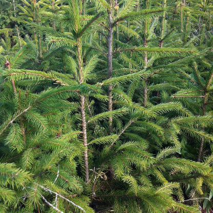 Norway Spruce Bare Root Hedge | Norway Spruce – Gardeners Dream