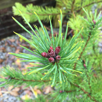 Scots Pine Bare Root Hedge | Scots Pine – Gardeners Dream