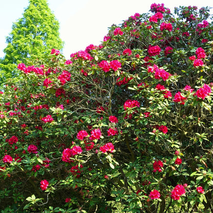 Rhododendron 'Lord Roberts' | Hardy Hybrid – Gardeners Dream
