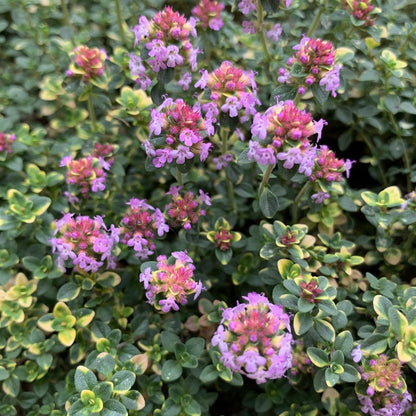Thyme 'Doone Valley' | Lemon Thyme – Gardeners Dream