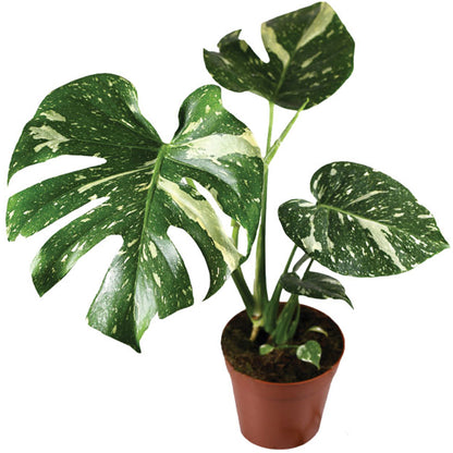 Variegated Monstera deliciosa | Variegated Swiss Cheese Plant ...