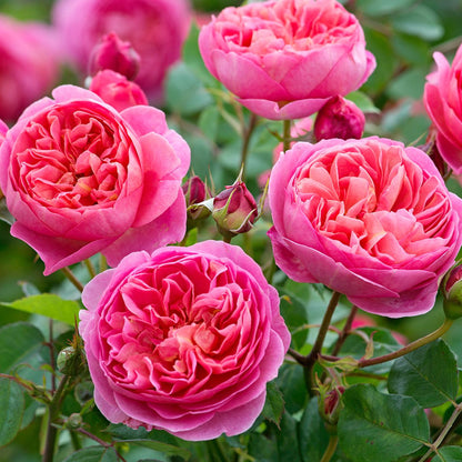 Rosa 'Boscobel' | Shrub Rose – Gardeners Dream