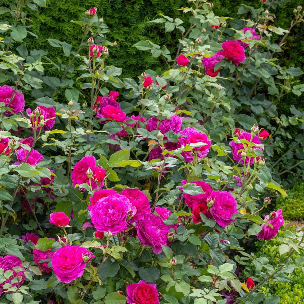 Rosa 'Gabriel Oak' | Shrub Rose – Gardeners Dream