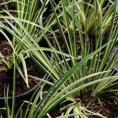 Acorus 'Variegatus' | Outdoor Plants – Gardeners Dream