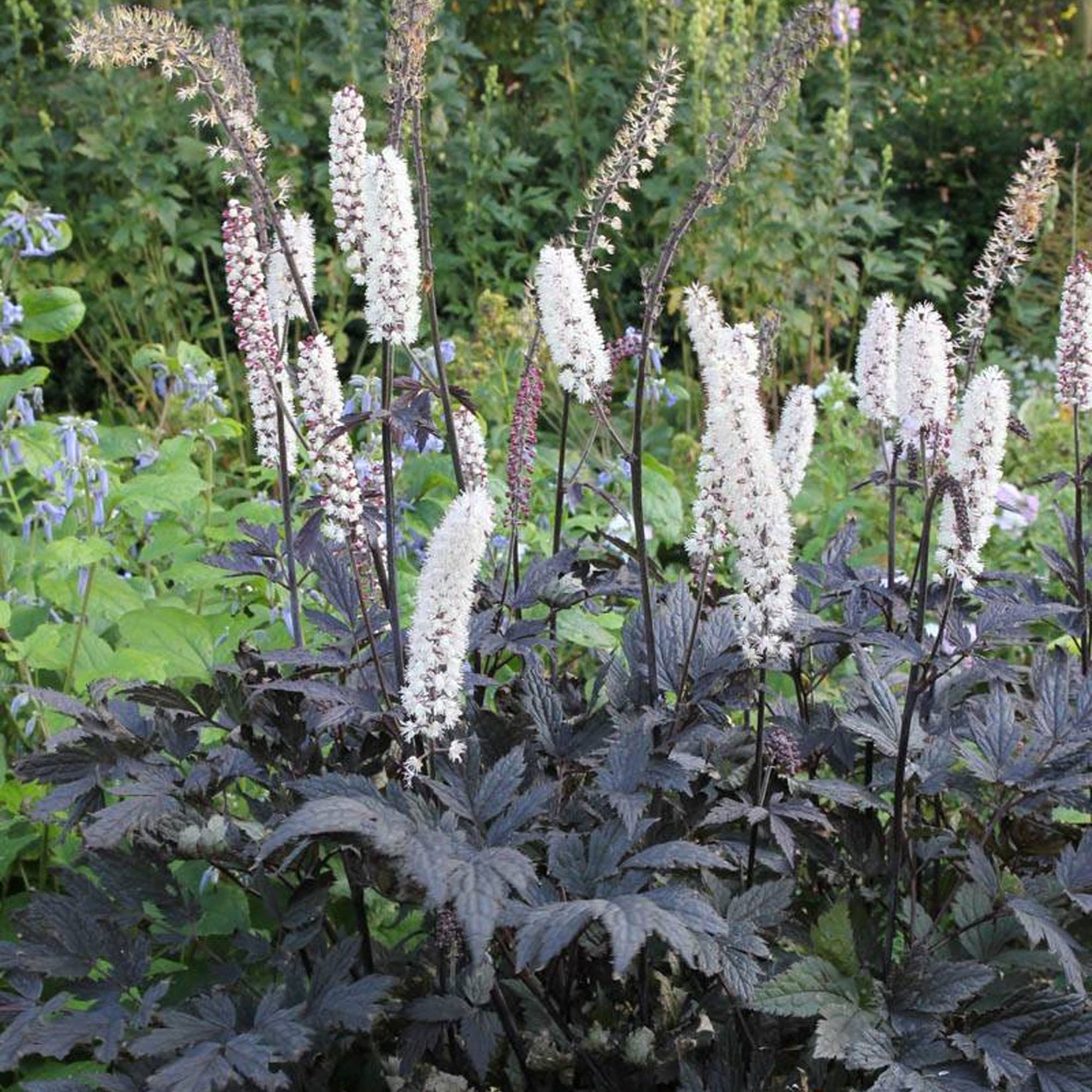 Actaea 'Pink Spike' | Outdoor Plants – Gardeners Dream