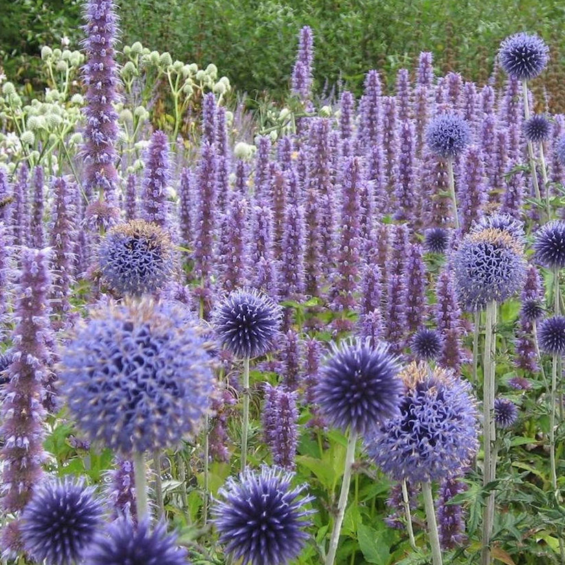 Agastache 'Blue Fortune' | Agastache PBR – Gardeners Dream