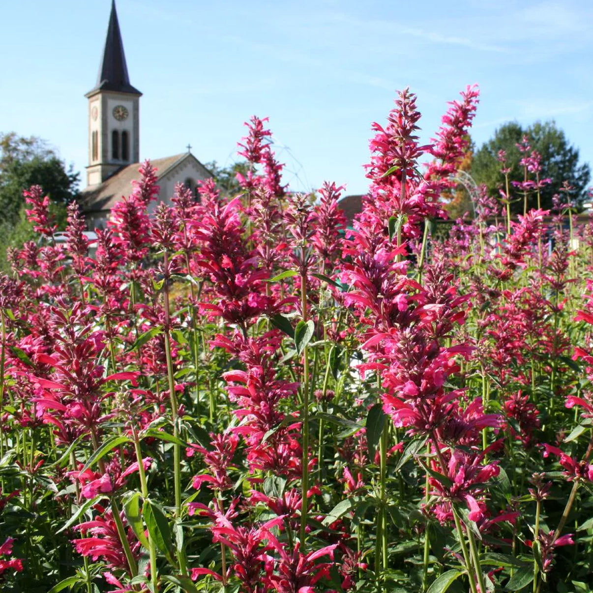 Agastache 'Red Fortune' | Agastache PBR – Gardeners Dream