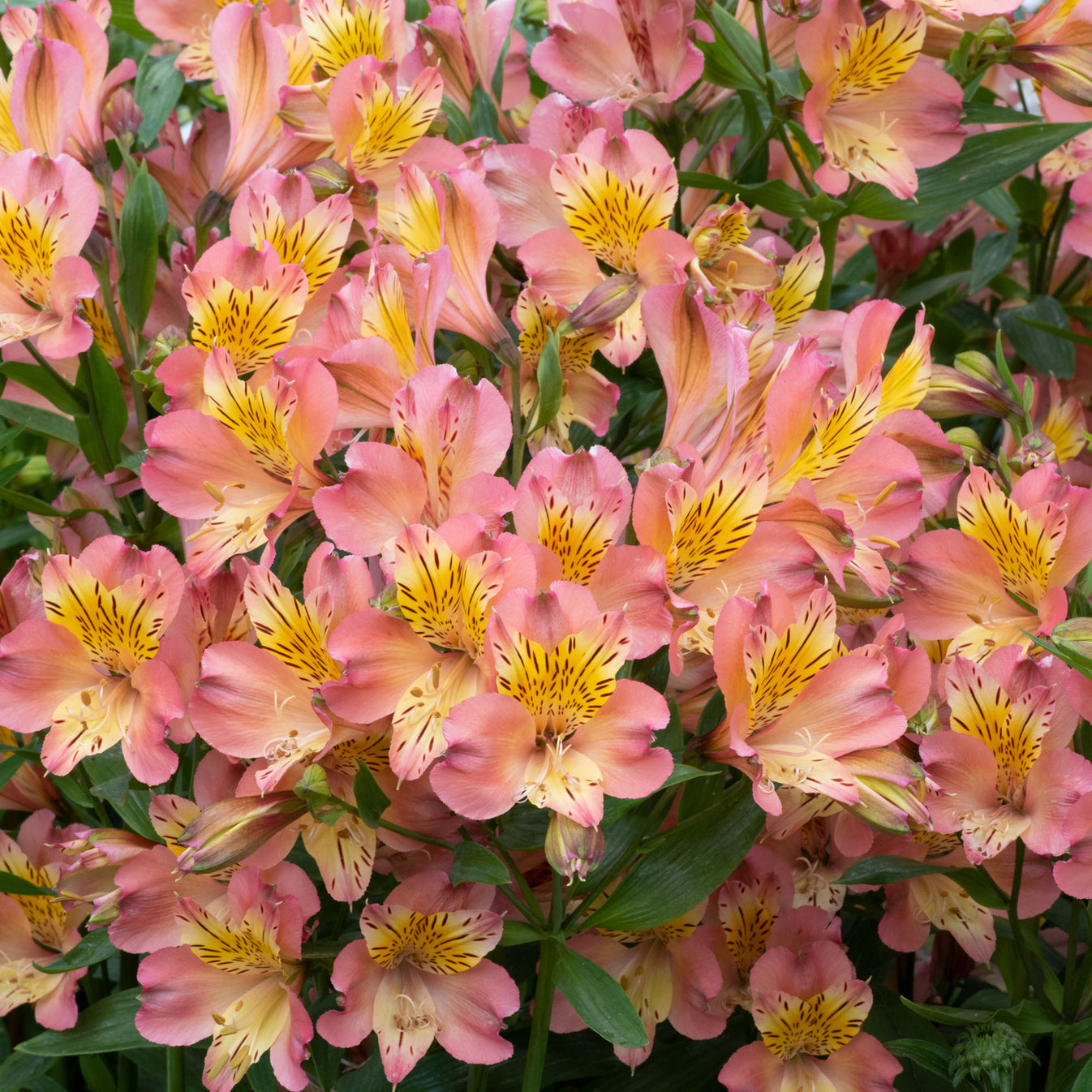 Alstroemeria 'Summer Rose' | Outdoor Plants – Gardeners Dream