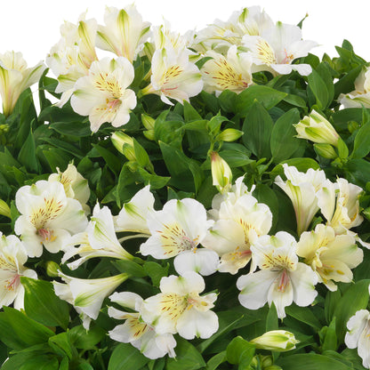 Alstroemeria 'Beach Valley' | Outdoor Plants – Gardeners Dream