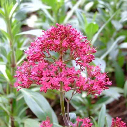 Centranthus 'Pretty Betsy' | Centranthus ruber – Gardeners Dream