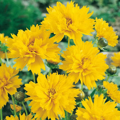 Coreopsis 'Early Sunrise' | Coreopsis grandiflora – Gardeners Dream