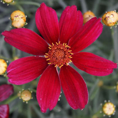 Coreopsis 'Red Satin' | Coreopsis grandiflora – Gardeners Dream