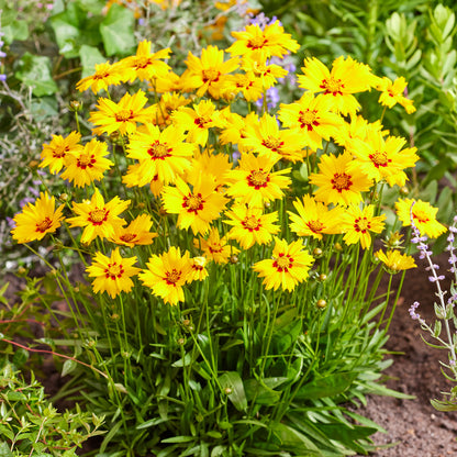 Coreopsis 'Solar Mellow' | Outdoor Plants – Gardeners Dream