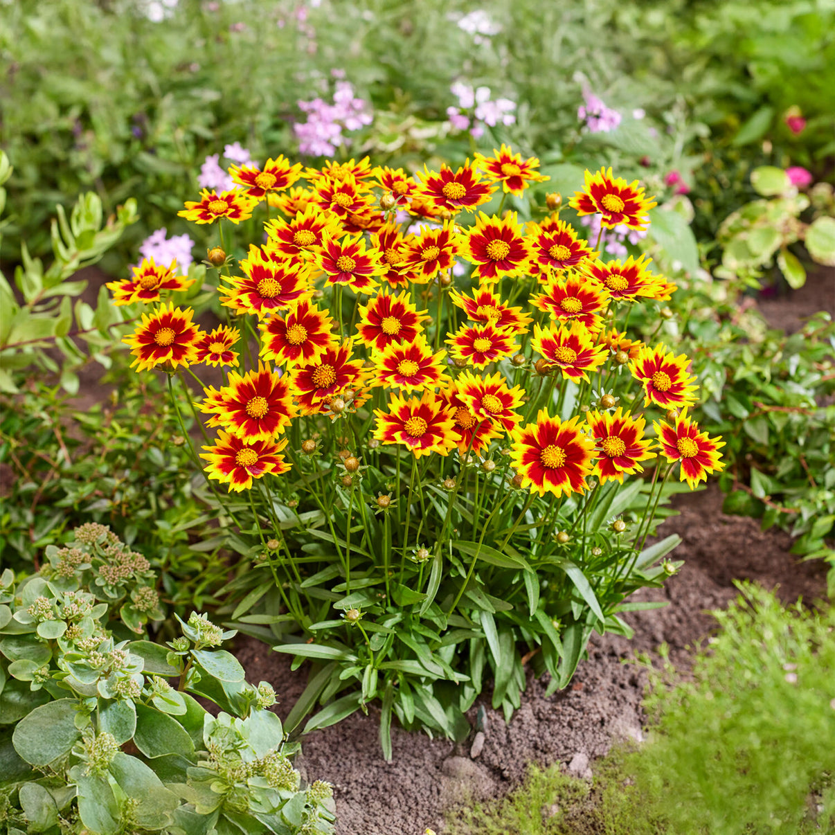 Coreopsis 'Solar Jewel' | Outdoor Plants – Gardeners Dream
