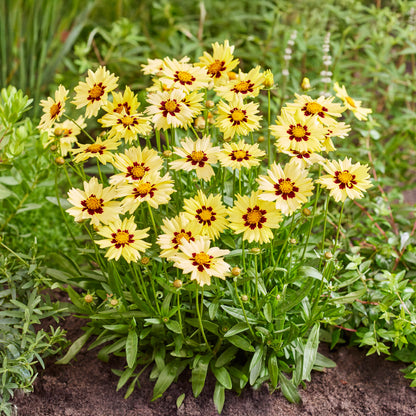 Coreopsis 'Solar Moon' | Outdoor Plants – Gardeners Dream