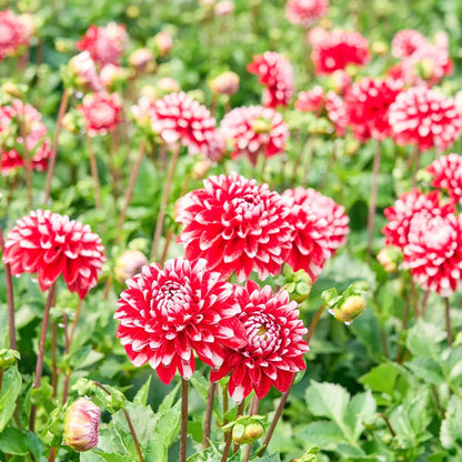 Dahlia Dalina 'Maxi Tampico' | Outdoor Plants – Gardeners Dream
