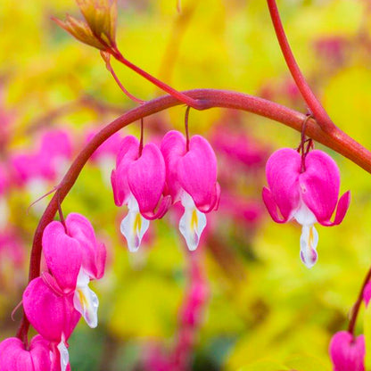 Dicentra 'Gold Heart' | Outdoor Plants – Gardeners Dream