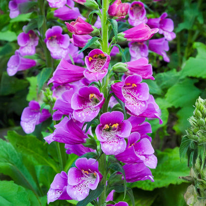 Digitalis 'Dalmatian Purple' | Outdoor Plants – Gardeners Dream