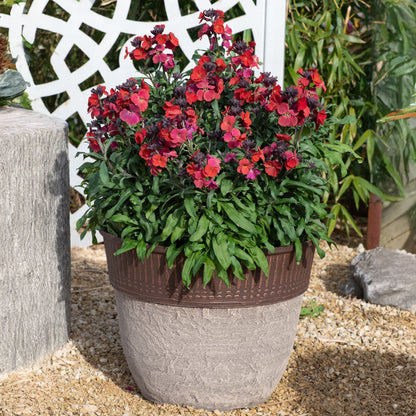 Erysimum 'Red' | Outdoor Plants – Gardeners Dream