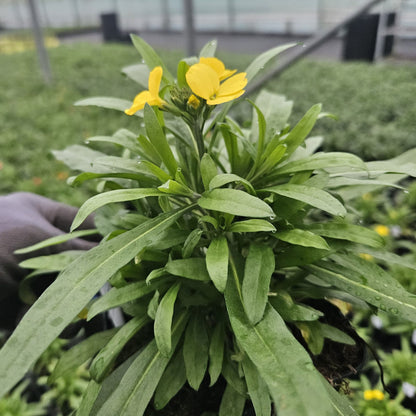 Erysimum 'Sunglow' | Outdoor Plants – Gardeners Dream