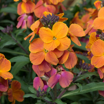 Erysimum 'Sunset' | Outdoor Plants – Gardeners Dream