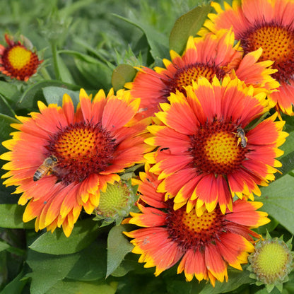 Gaillardia 'Arizona Sun' | Gaillardia × grandiflora – Gardeners Dream