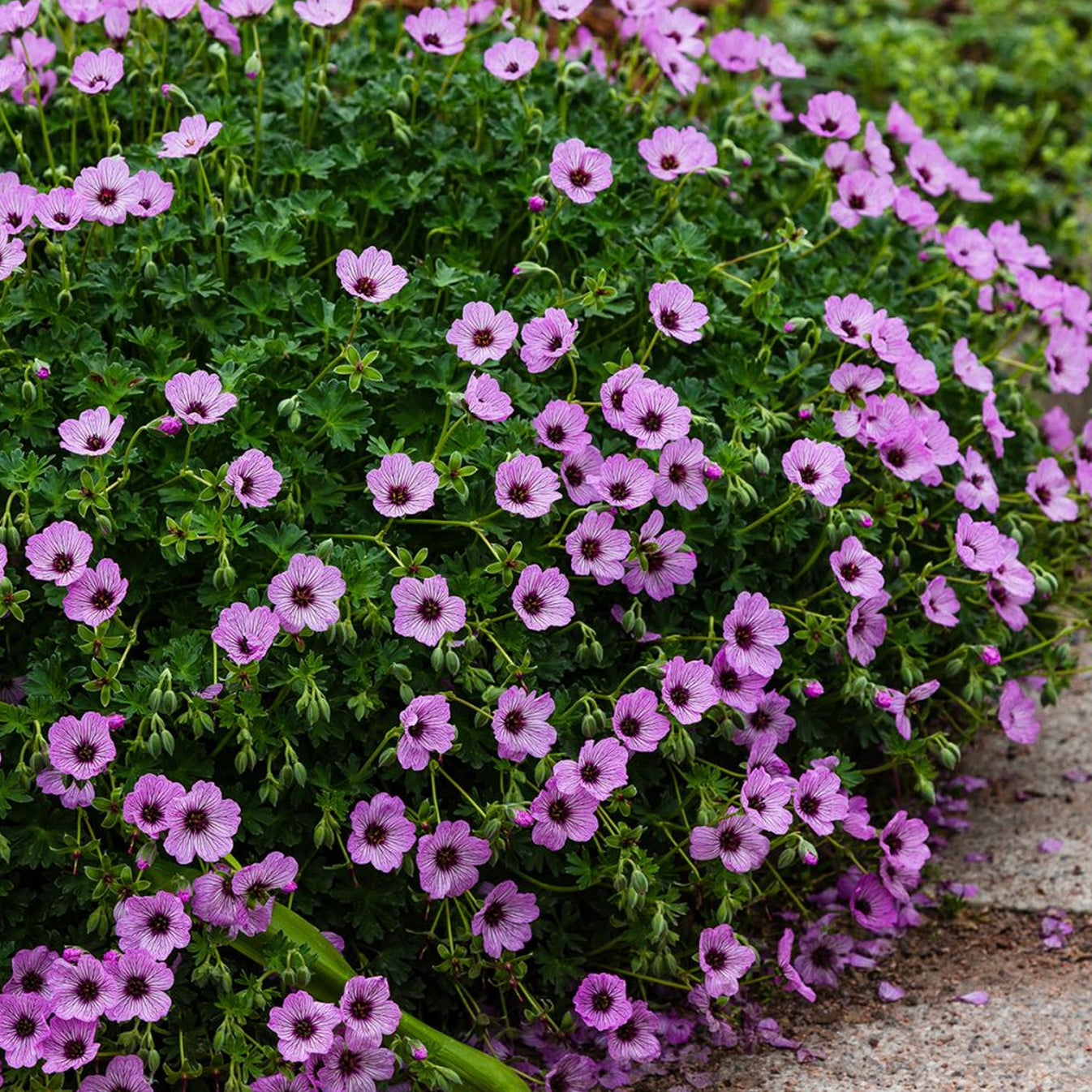 Geranium 'Ballerina' | Geranium cinereum – Gardeners Dream