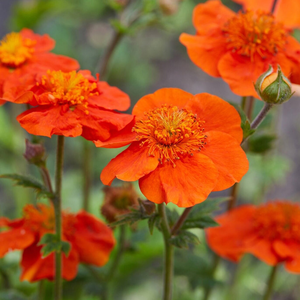 Geum 'Cooky' | Geum coccineum – Gardeners Dream