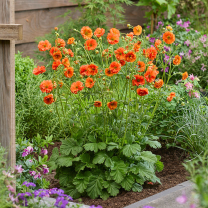 Geum 'Tropical Tempest' | Outdoor Plants – Gardeners Dream