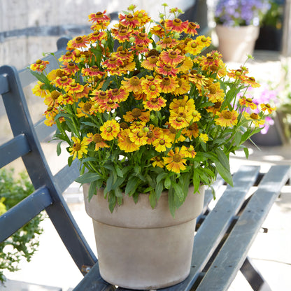 Helenium 'Peach Sundae' | Outdoor Plants – Gardeners Dream