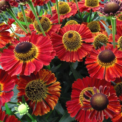 Helenium Red Shades' | Helenium – Gardeners Dream