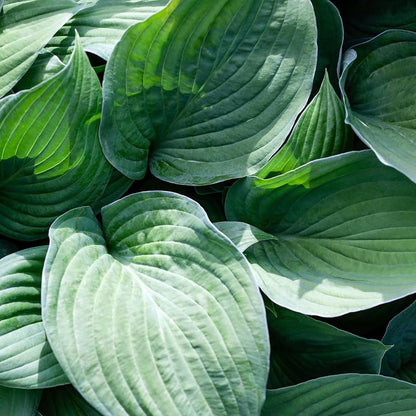 Hosta 'T-Rex' | Outdoor Plants – Gardeners Dream