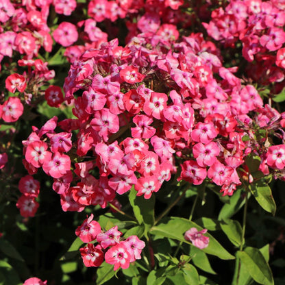 Phlox Famous Coral' | Phlox paniculata – Gardeners Dream