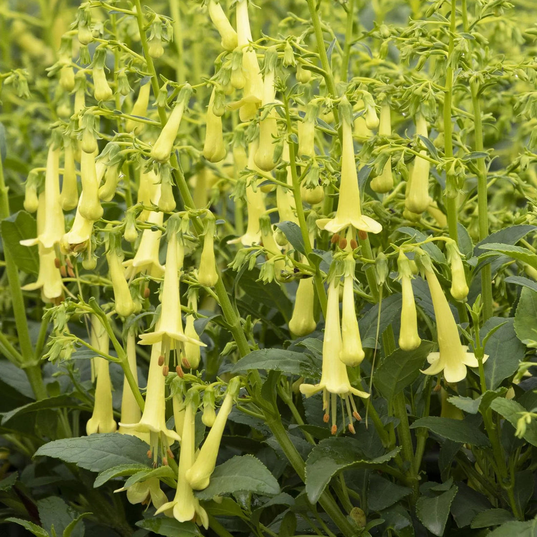 Phygelius Yellow' | Phygelius × rectus – Gardeners Dream