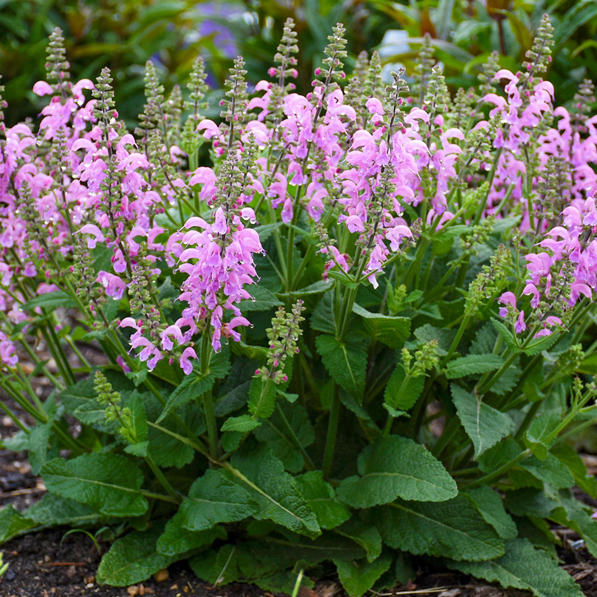Salvia 'Pretty In Pink' | Outdoor Plants – Gardeners Dream