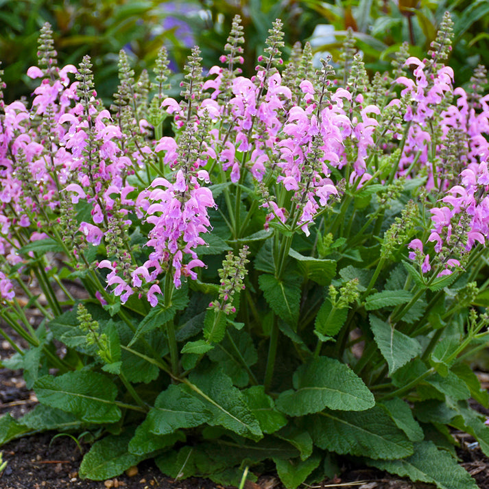 Salvia 'Pretty In Pink' | Outdoor Plants – Gardeners Dream