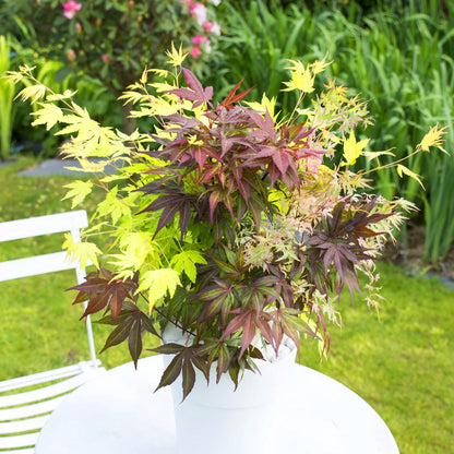 Acer 'Tricolour' | Japanese Maple Tree – Gardeners Dream