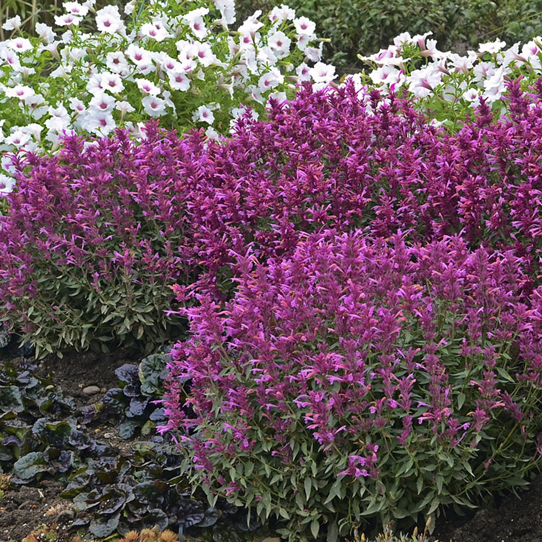 Agastache 'Rosie Posie' | Giant Hyssop – Gardeners Dream