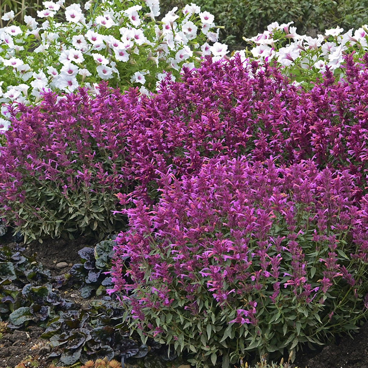 Agastache 'Rosie Posie' | Giant Hyssop – Gardeners Dream