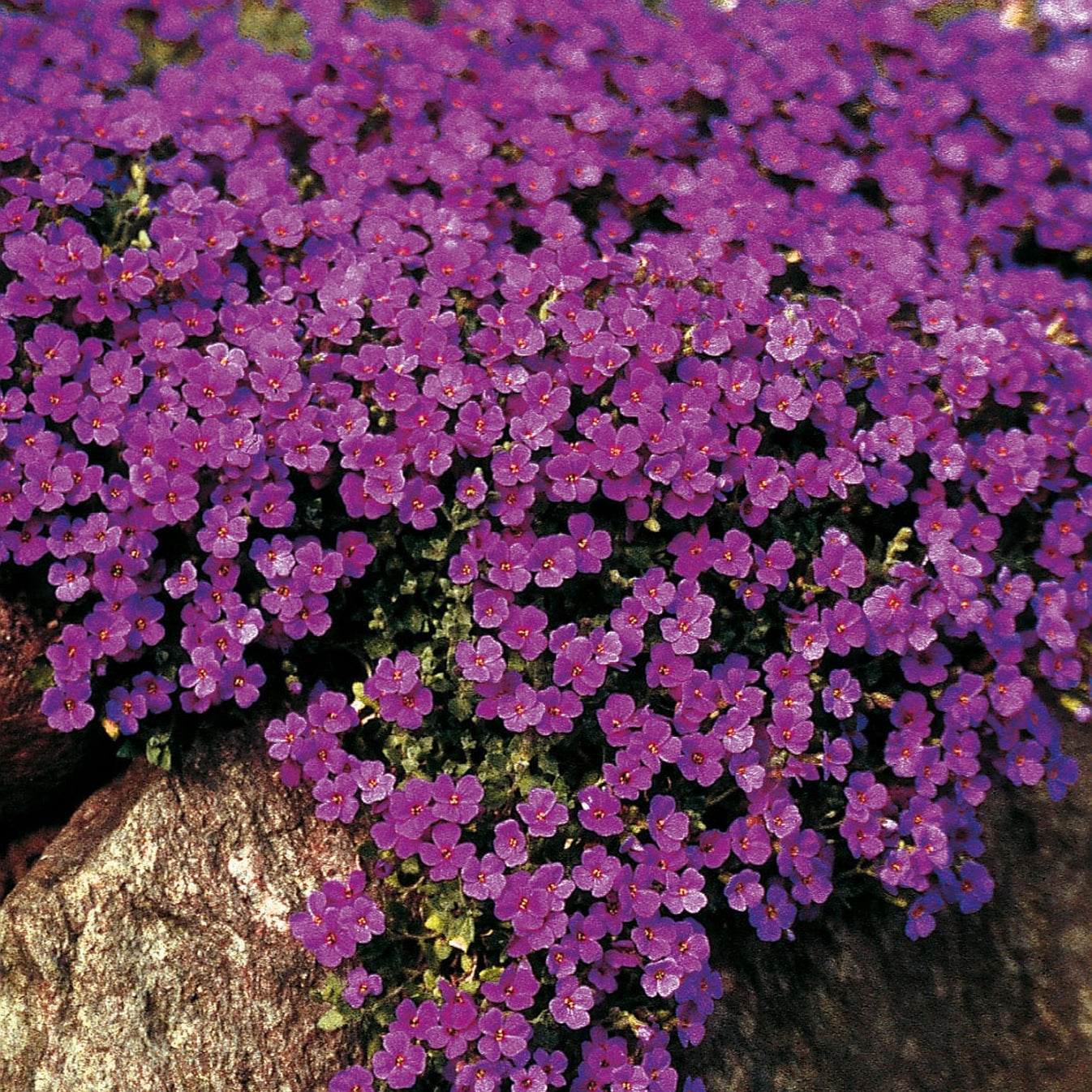 Aubrieta Cascade Garden Mix | Rock Cress – Gardeners Dream