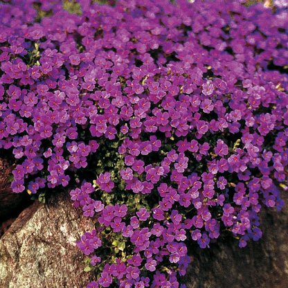 Aubrieta Cascade Garden Mix | Rock Cress – Gardeners Dream