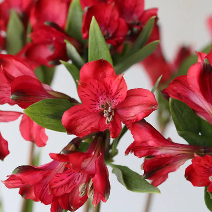 Alstroemeria Inticancha Red | Outdoor Plants – Gardeners Dream