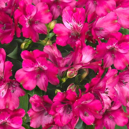 Alstroemeria 'Machu' | Peruvian Lily – Gardeners Dream